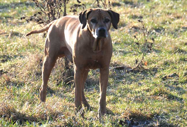 African Braveheart - Rhodesian Ridgebacks