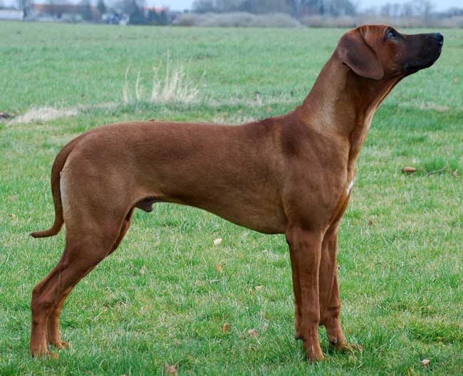 African Braveheart - Rhodesian Ridgebacks