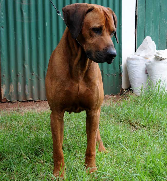 African Braveheart - Rhodesian Ridgebacks