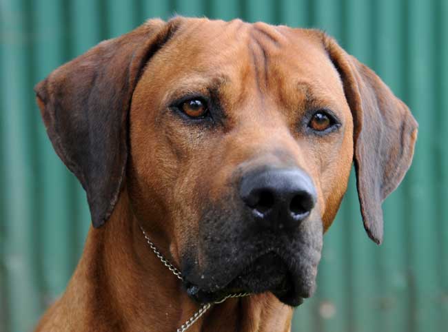 African Braveheart - Rhodesian Ridgebacks