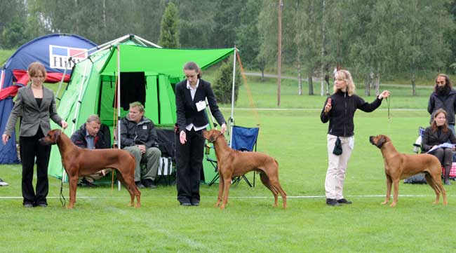 African Braveheart - Rhodesian Ridgebacks