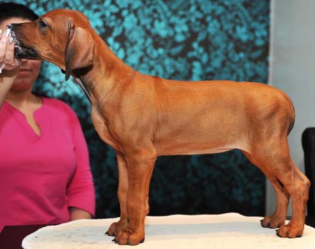 African Braveheart - Rhodesian Ridgebacks