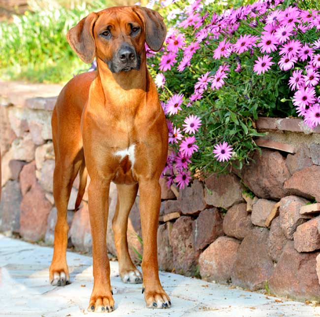African Braveheart - Rhodesian Ridgebacks