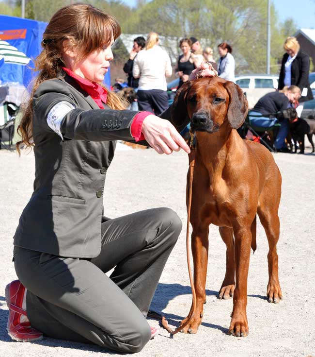 African Braveheart - Rhodesian Ridgebacks