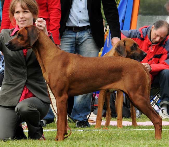 African Braveheart - Rhodesian Ridgebacks