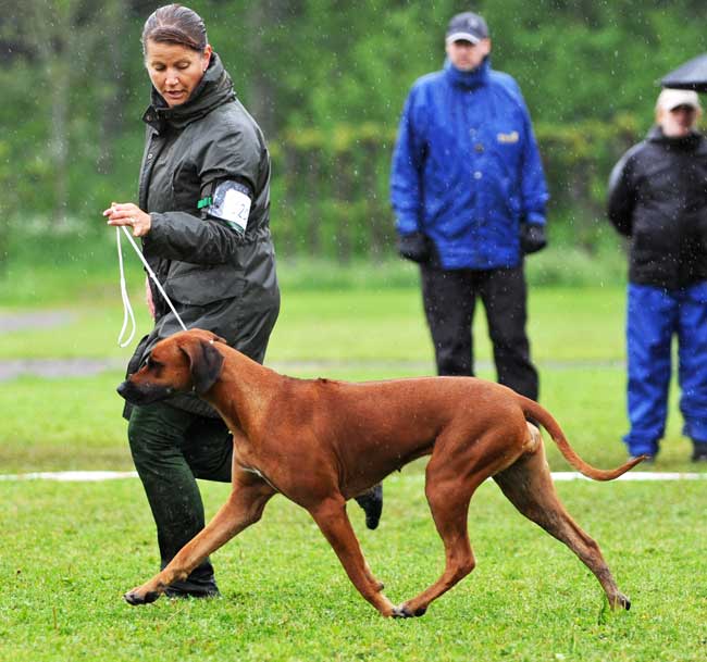 African Braveheart - Rhodesian Ridgebacks
