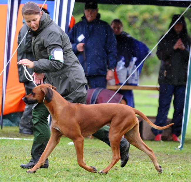African Braveheart - Rhodesian Ridgebacks