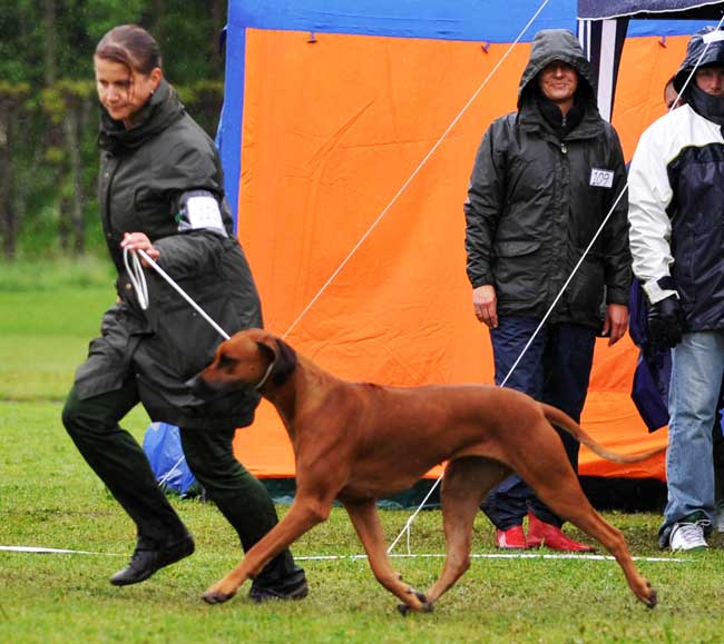 African Braveheart - Rhodesian Ridgebacks