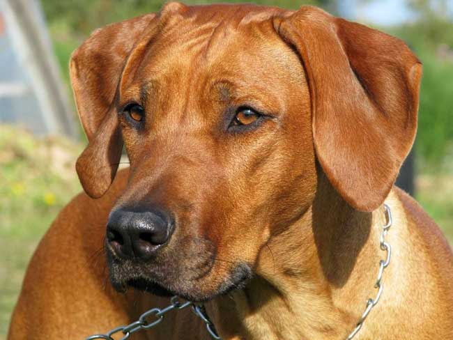 African Braveheart - Rhodesian Ridgebacks