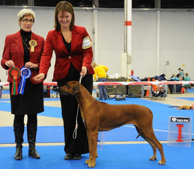 African Braveheart - Rhodesian Ridgebacks