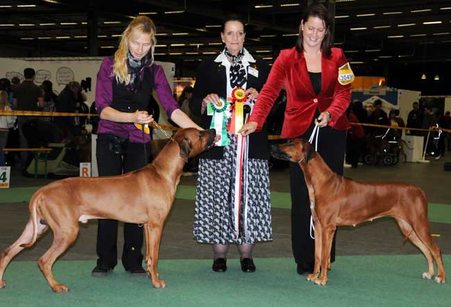 African Braveheart - Rhodesian Ridgebacks