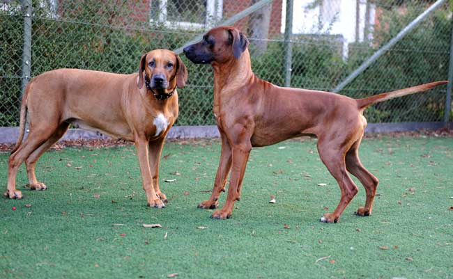 African Braveheart - Rhodesian Ridgebacks
