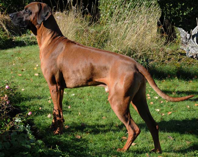 African Braveheart - Rhodesian Ridgebacks