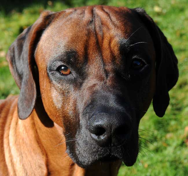 African Braveheart - Rhodesian Ridgebacks