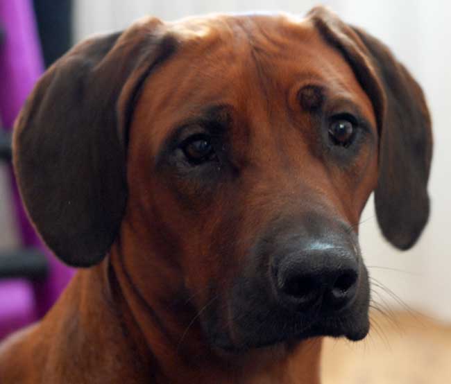 African Braveheart - Rhodesian Ridgebacks