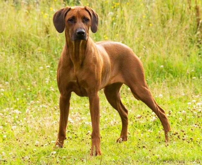 African Braveheart - Rhodesian Ridgebacks