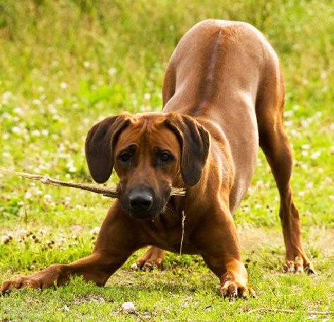 African Braveheart - Rhodesian Ridgebacks