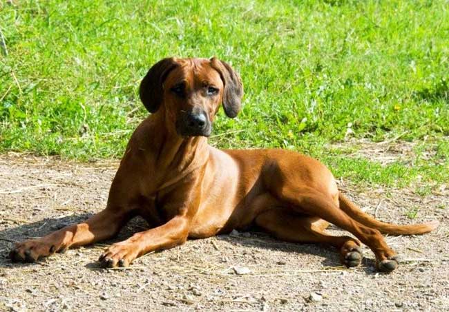 African Braveheart - Rhodesian Ridgebacks