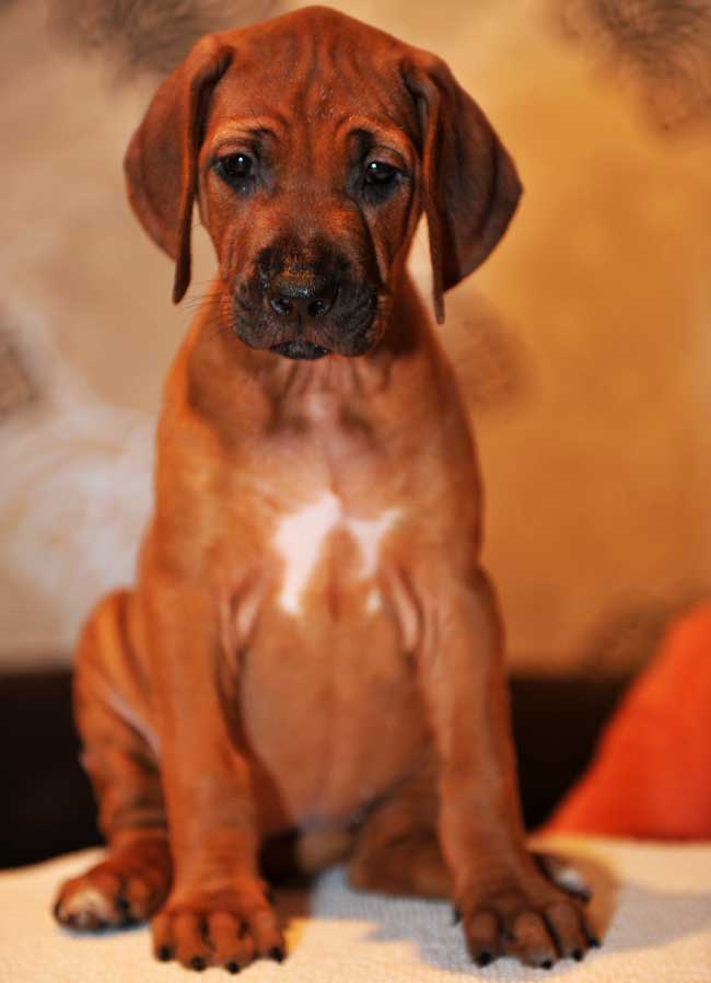 African Braveheart - Rhodesian Ridgebacks