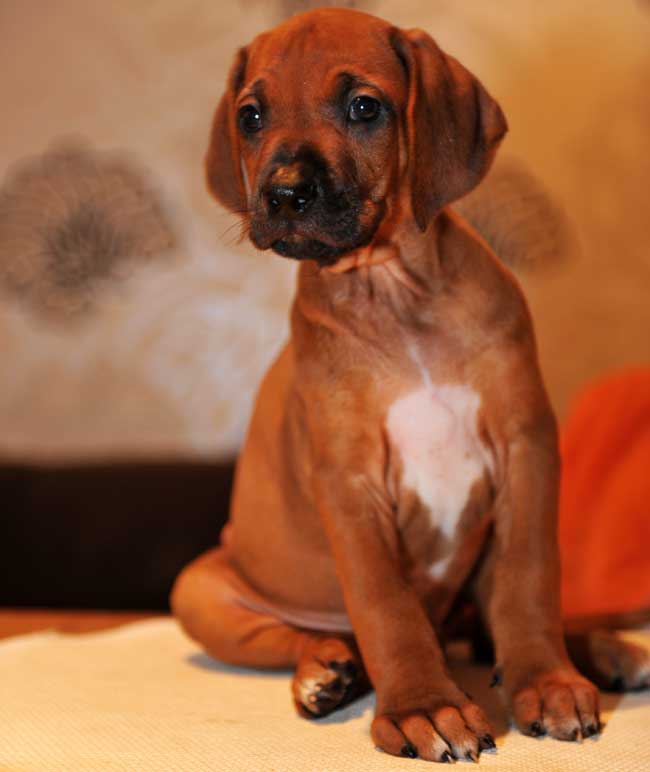 African Braveheart - Rhodesian Ridgebacks