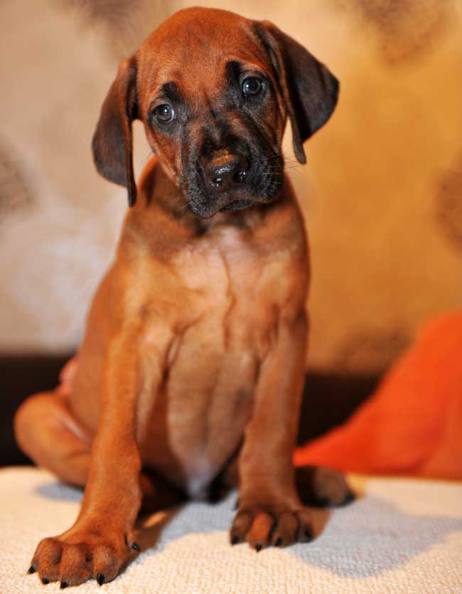 African Braveheart - Rhodesian Ridgebacks