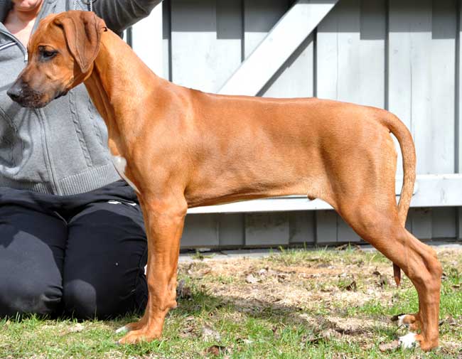 African Braveheart - Rhodesian Ridgebacks