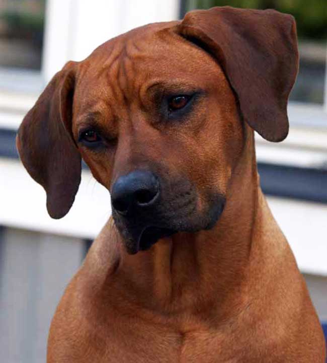 African Braveheart - Rhodesian Ridgebacks