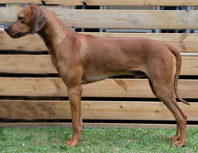 African Braveheart - Rhodesian Ridgebacks