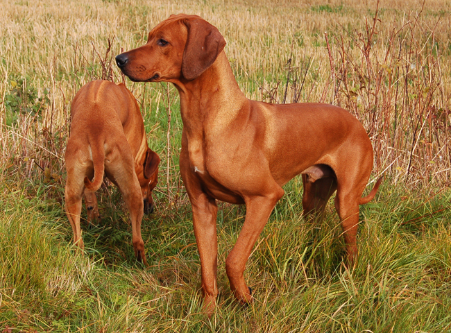 African Braveheart - Rhodesian Ridgebacks