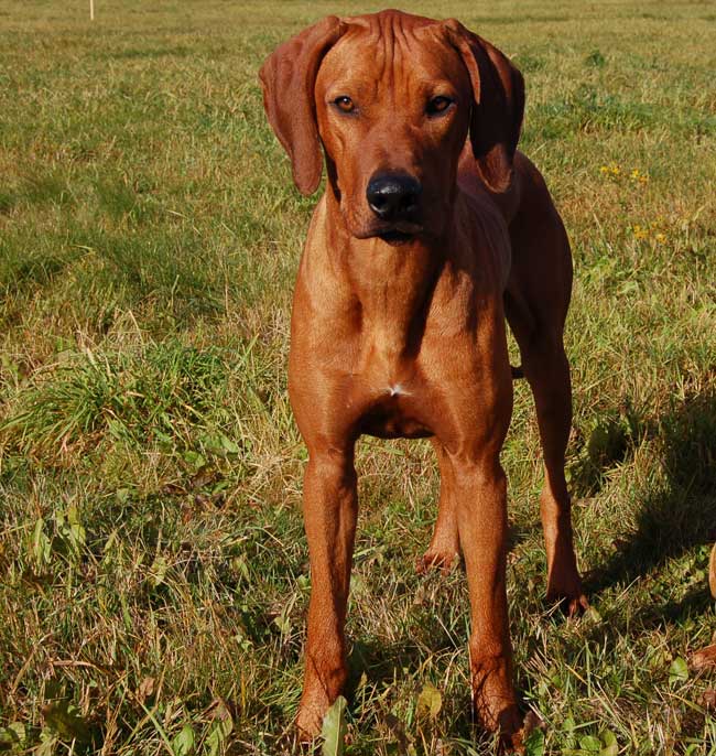 African Braveheart - Rhodesian Ridgebacks