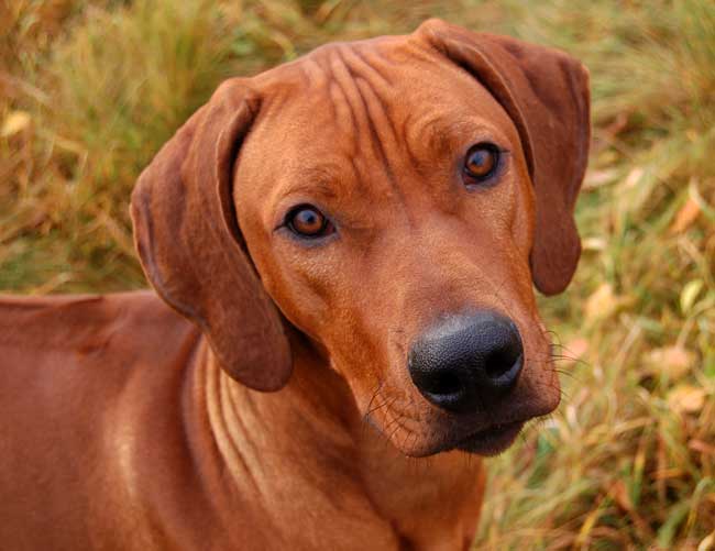 African Braveheart - Rhodesian Ridgebacks