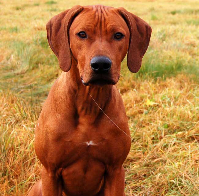 African Braveheart - Rhodesian Ridgebacks