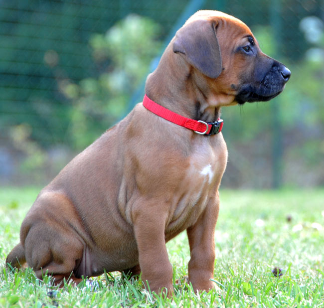 African Braveheart - Rhodesian Ridgebacks