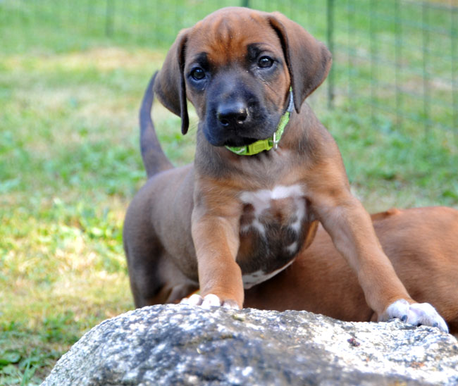 African Braveheart - Rhodesian Ridgebacks