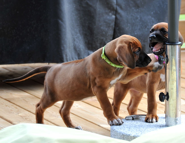 African Braveheart - Rhodesian Ridgebacks