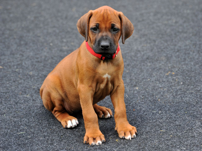 African Braveheart - Rhodesian Ridgebacks
