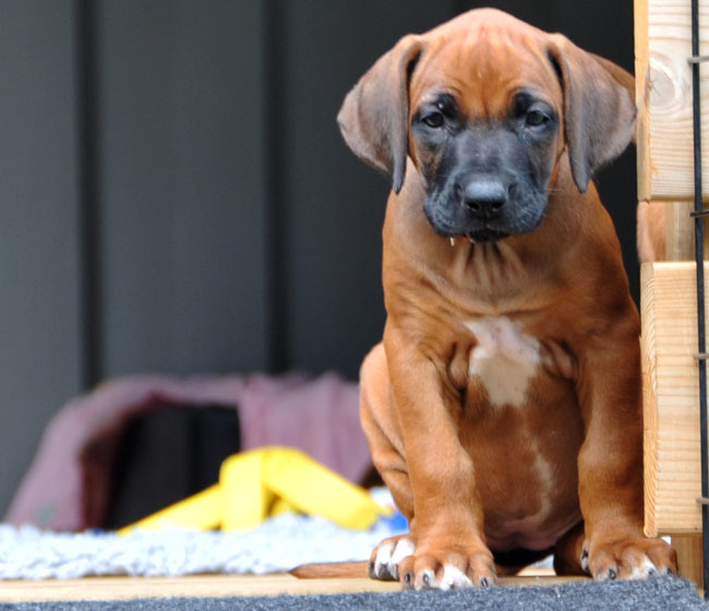 African Braveheart - Rhodesian Ridgebacks