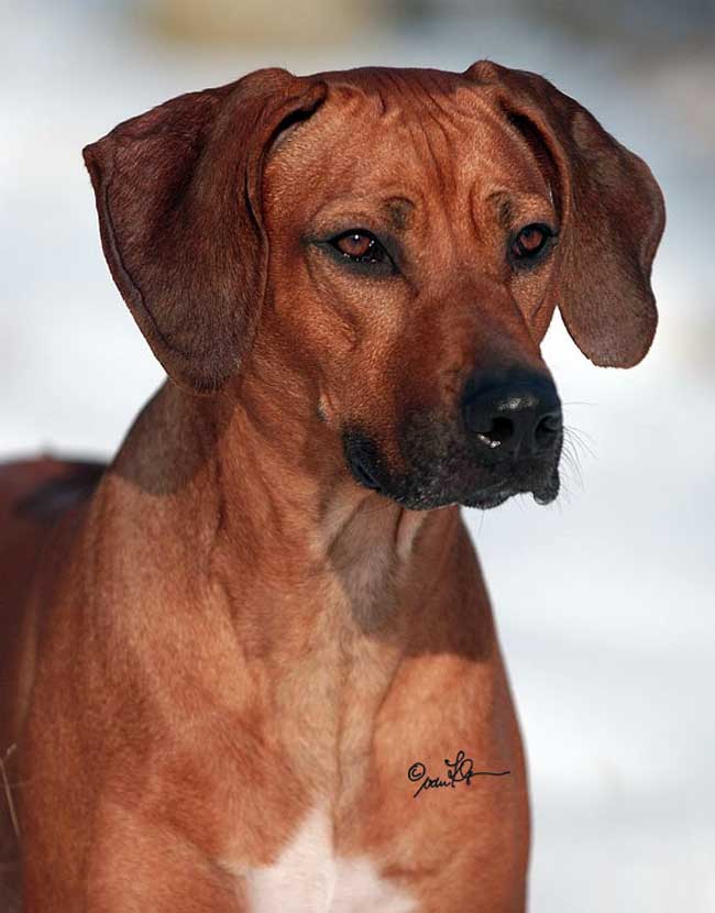 African Braveheart - Rhodesian Ridgebacks