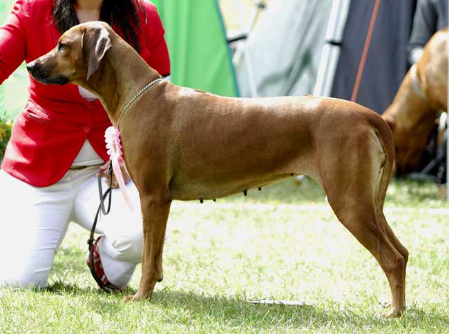 African Braveheart - Rhodesian Ridgebacks