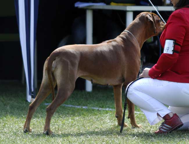 African Braveheart - Rhodesian Ridgebacks