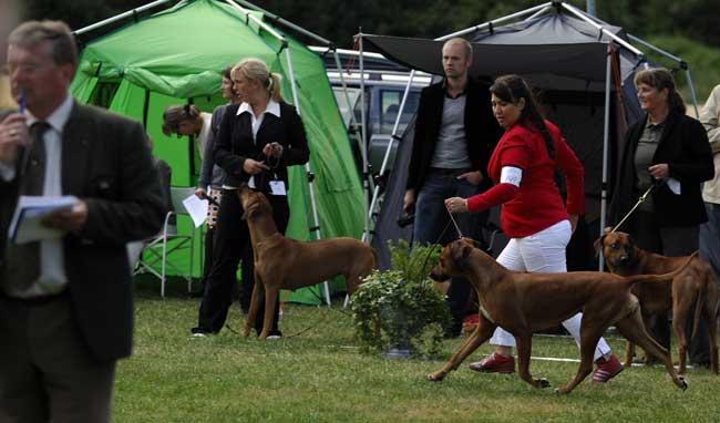 African Braveheart - Rhodesian Ridgebacks