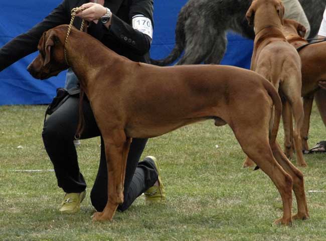 African Braveheart - Rhodesian Ridgebacks