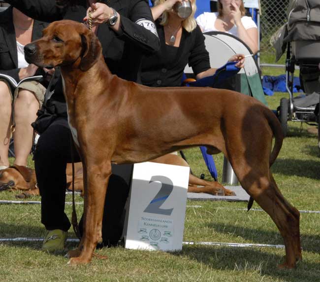 African Braveheart - Rhodesian Ridgebacks