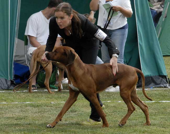 African Braveheart - Rhodesian Ridgebacks