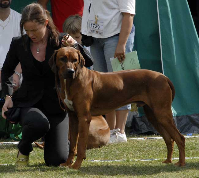African Braveheart - Rhodesian Ridgebacks