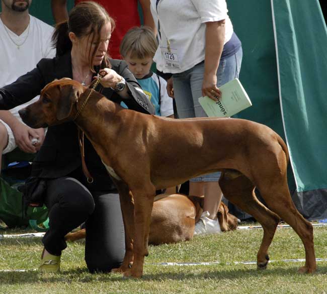 African Braveheart - Rhodesian Ridgebacks