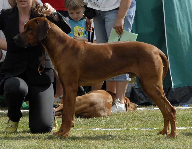 African Braveheart - Rhodesian Ridgebacks