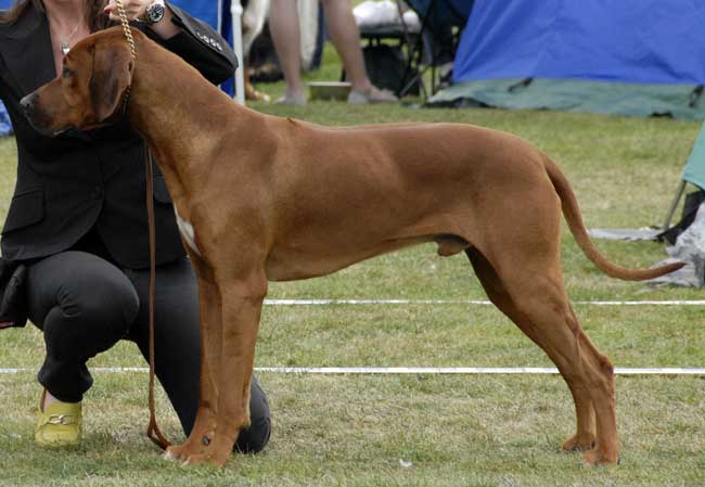 African Braveheart - Rhodesian Ridgebacks