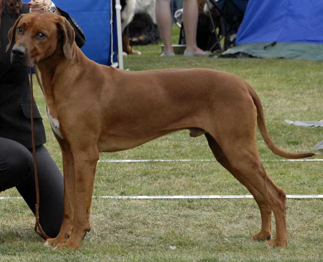 African Braveheart - Rhodesian Ridgebacks