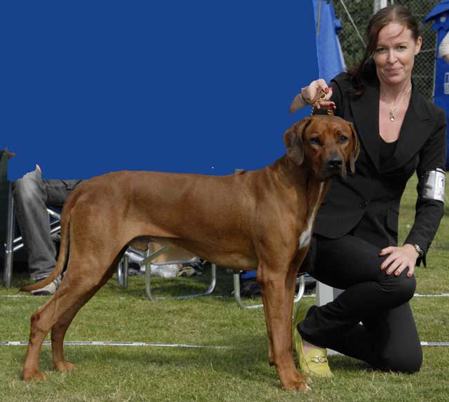 African Braveheart - Rhodesian Ridgebacks